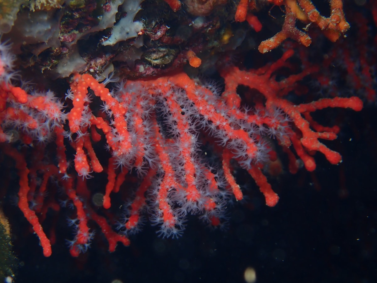The Red Coral: Inner Workings of a Tense Market - Luxury Tribune