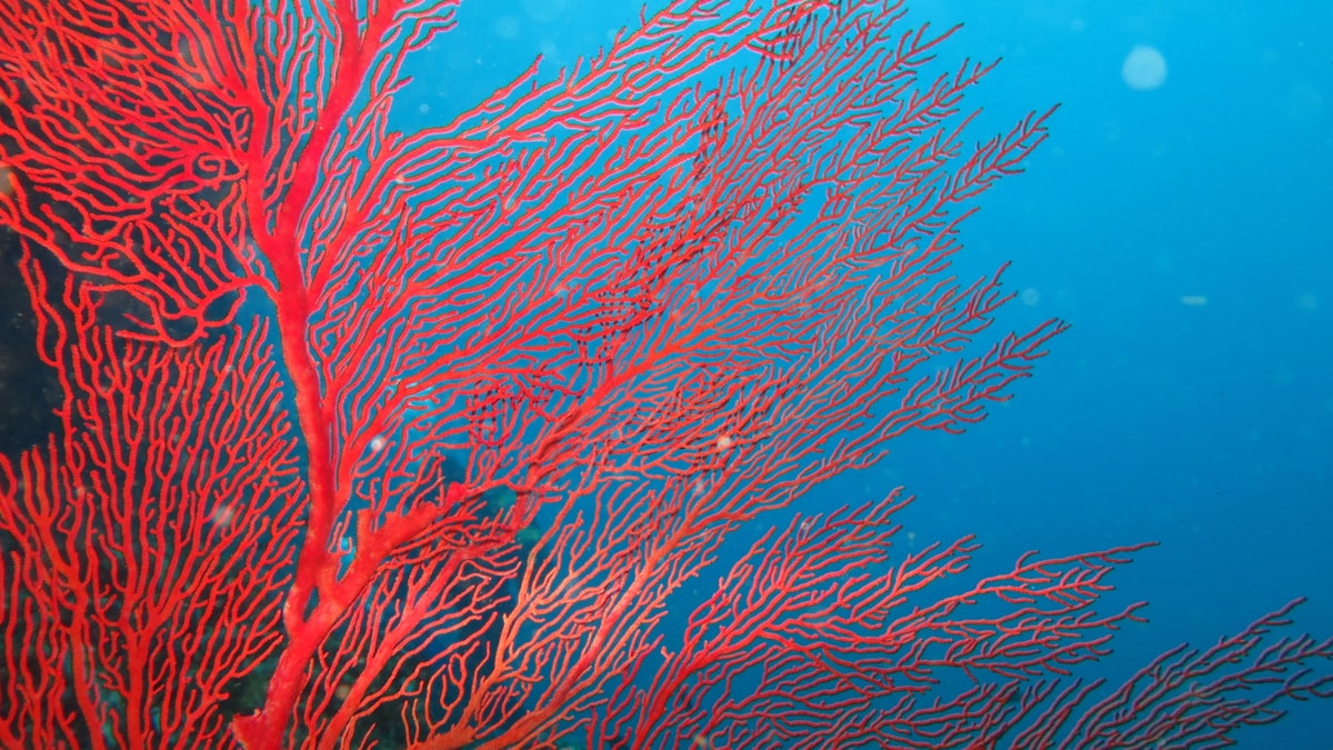 The Red Coral: Inner Workings of a Tense Market - Luxury Tribune